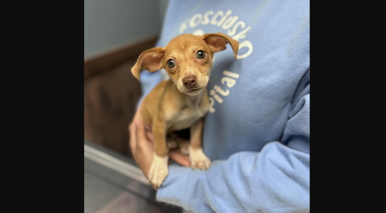 Tiny 5lb Chiweenie Seeks Forever Home After Overcoming So Much ...