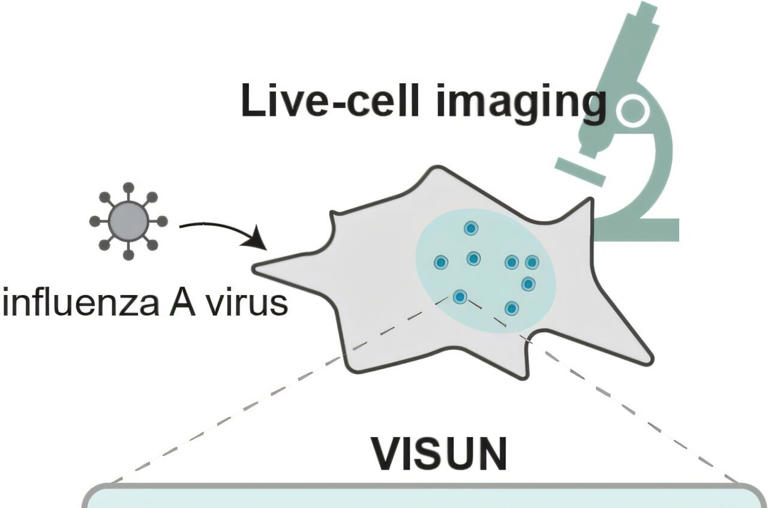 Why most flu infections fizzle: Fluorescent imaging shows transcription ...