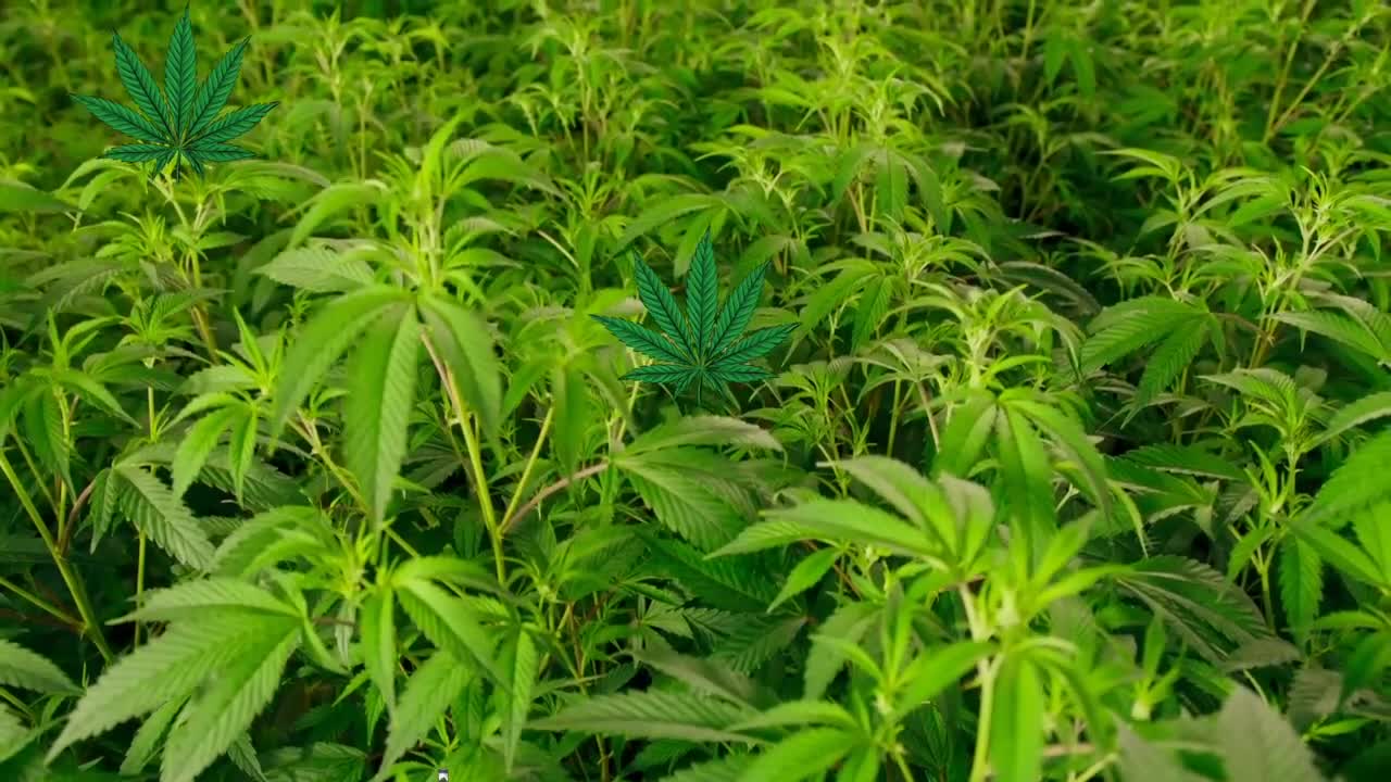 37-pound marijuana seizure in Belgrade raises questions about Montana’s ...