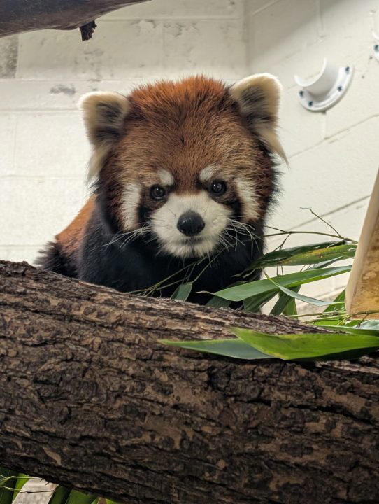 Lincoln Park Zoo welcomes new red panda for Lunar New Year