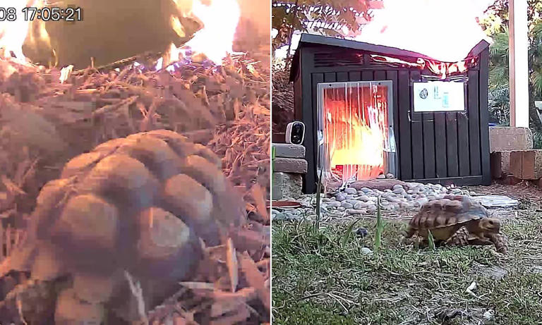 Video shows moment fire rips through tortoise's shed forcing her to ...