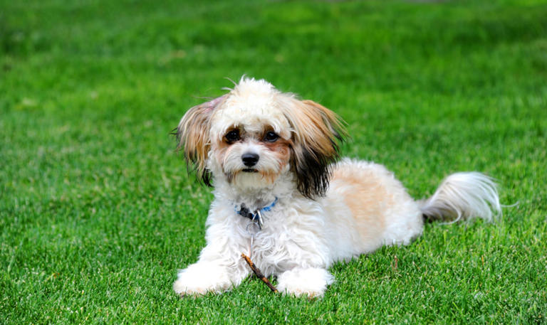 Judah the Shih-Poo gets a heartwarming pep talk before his dog park ...