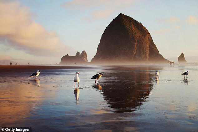 Confused baby sea lion gets lost and winds up on sands of Oregon's ...