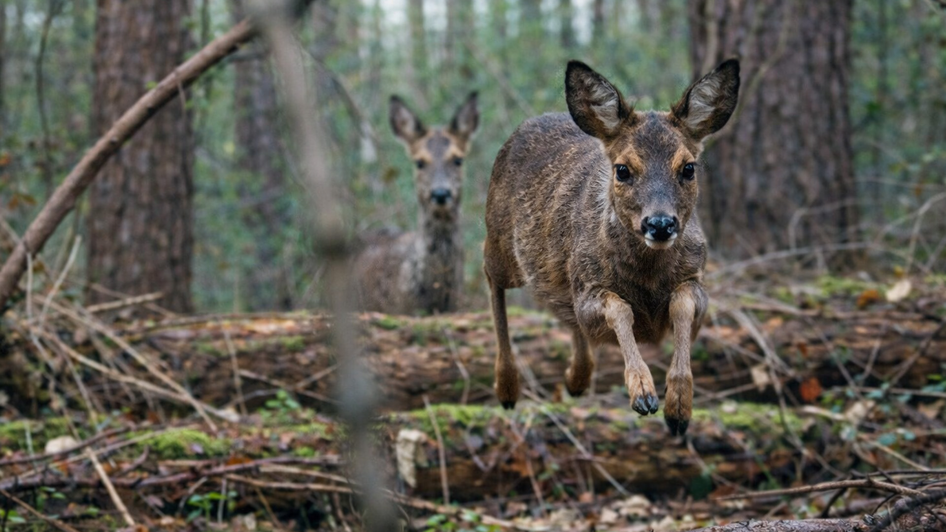 Deer did something unexpected on our camera trap