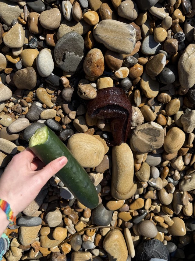 Beachgoer captures photo of strange-looking slime creature found on ...
