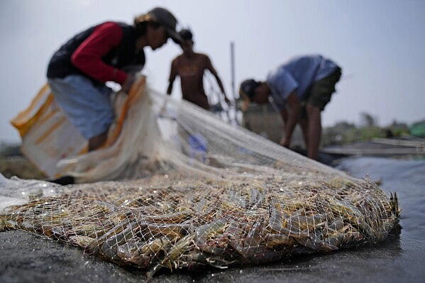 Cold weather hits Nellore vannamei shrimp farmers