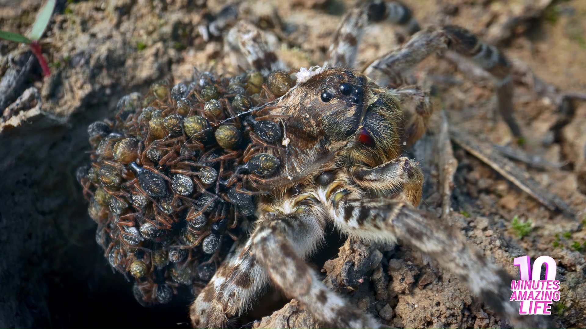 Spider mother carrying babies like a living armor