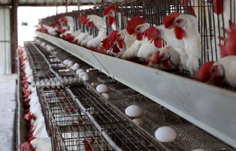 Alimentation : Elevées en plein air ? Sept supermarchés sur dix vendent ...