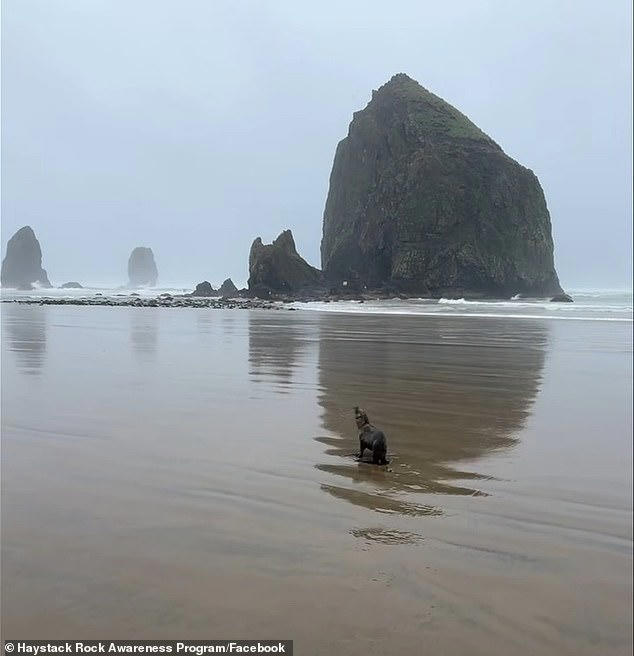 Confused baby sea lion gets lost and winds up on sands of Oregon's ...