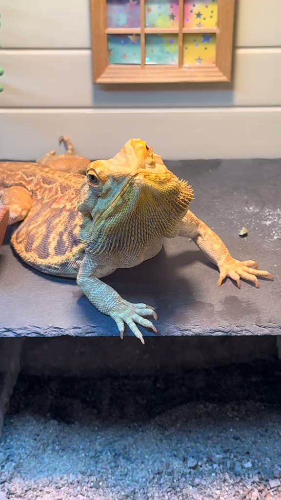 My bearded dragon gets caught next to mysterious white mess