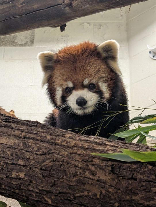Lincoln Park Zoo welcomes new red panda for Lunar New Year