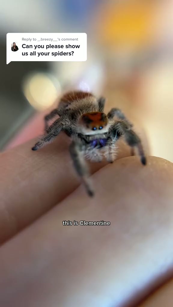 Meet my adorably tiny jumping spider collection