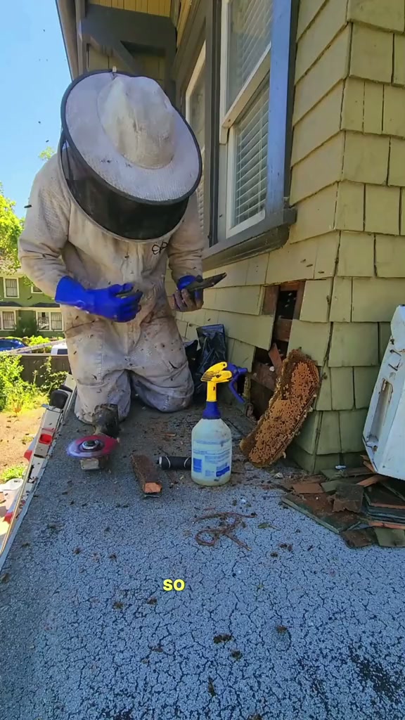 Hidden beehive discovered in roof and wall of Pasadena home