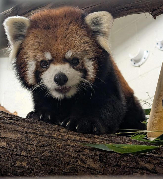 Lincoln Park Zoo welcomes new red panda for Lunar New Year