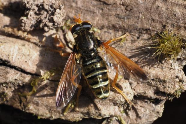 One of UK's rarest insects making comeback in the New Forest