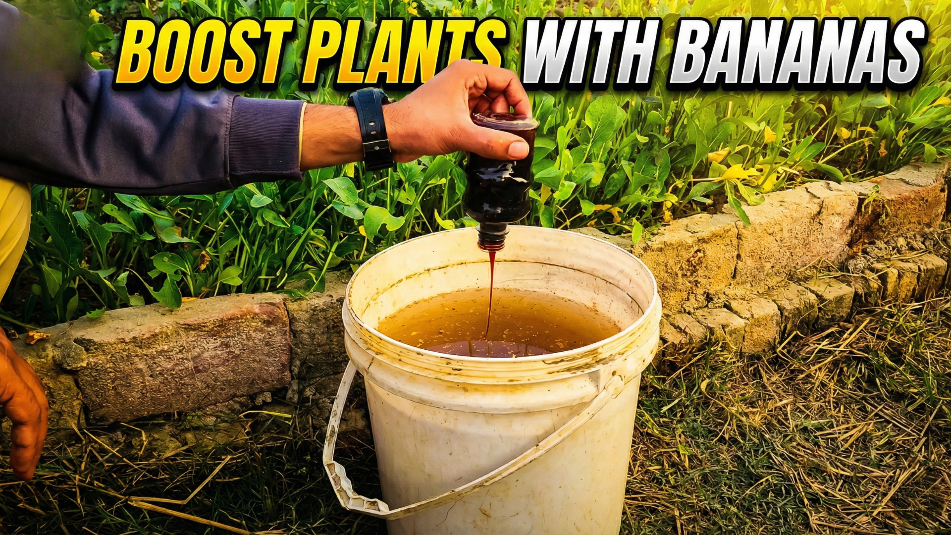 Transform your garden with this simple banana peel fertilizer trick