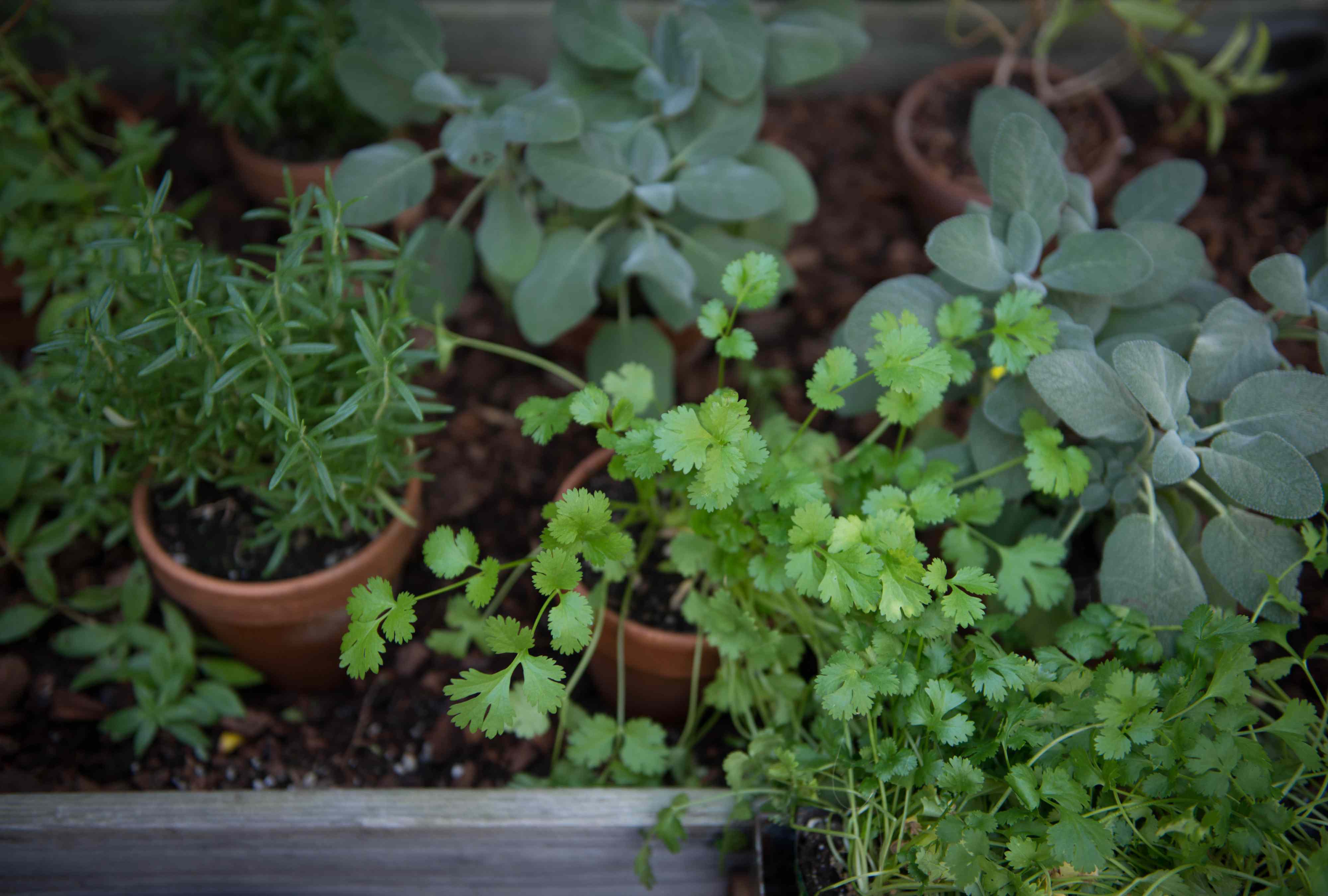 6 flavorful herbs to plant in shady spots around your garden