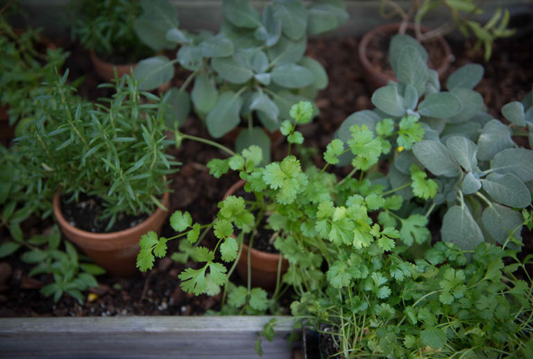 6 flavorful herbs to plant in shady spots around your garden