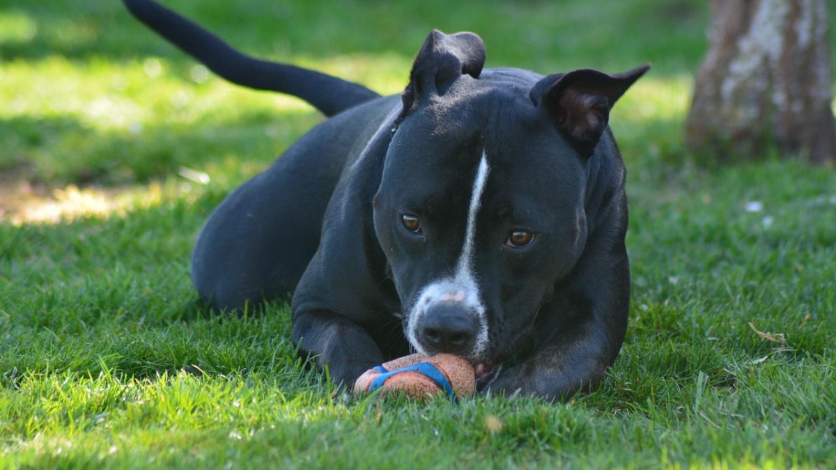 Reasons why dog owners say life is better with a four-legged companion