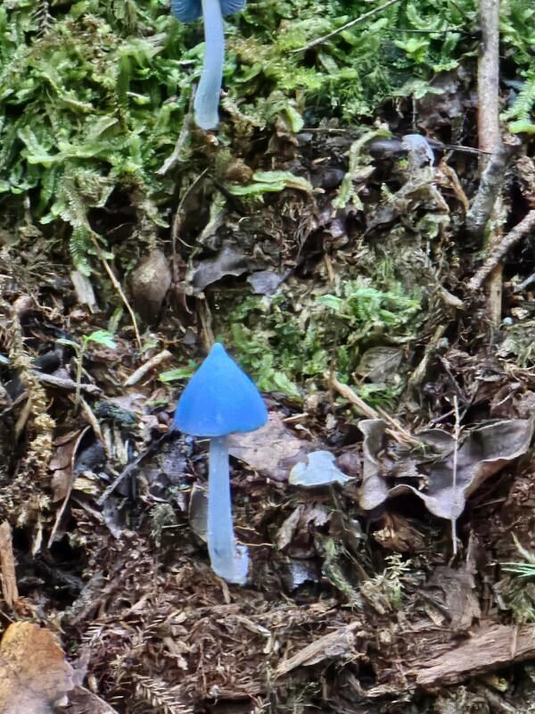 Hiker captures photos of 'stunning' neon mushroom discovered off path ...