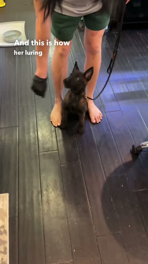 Day 22 with my Belgian Malinois puppy training and cuddles