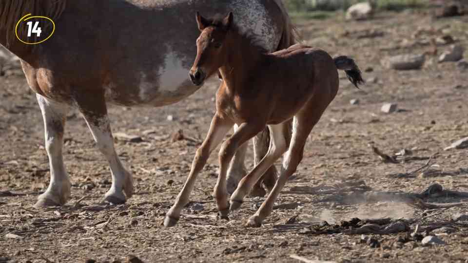 Worst animal parents
