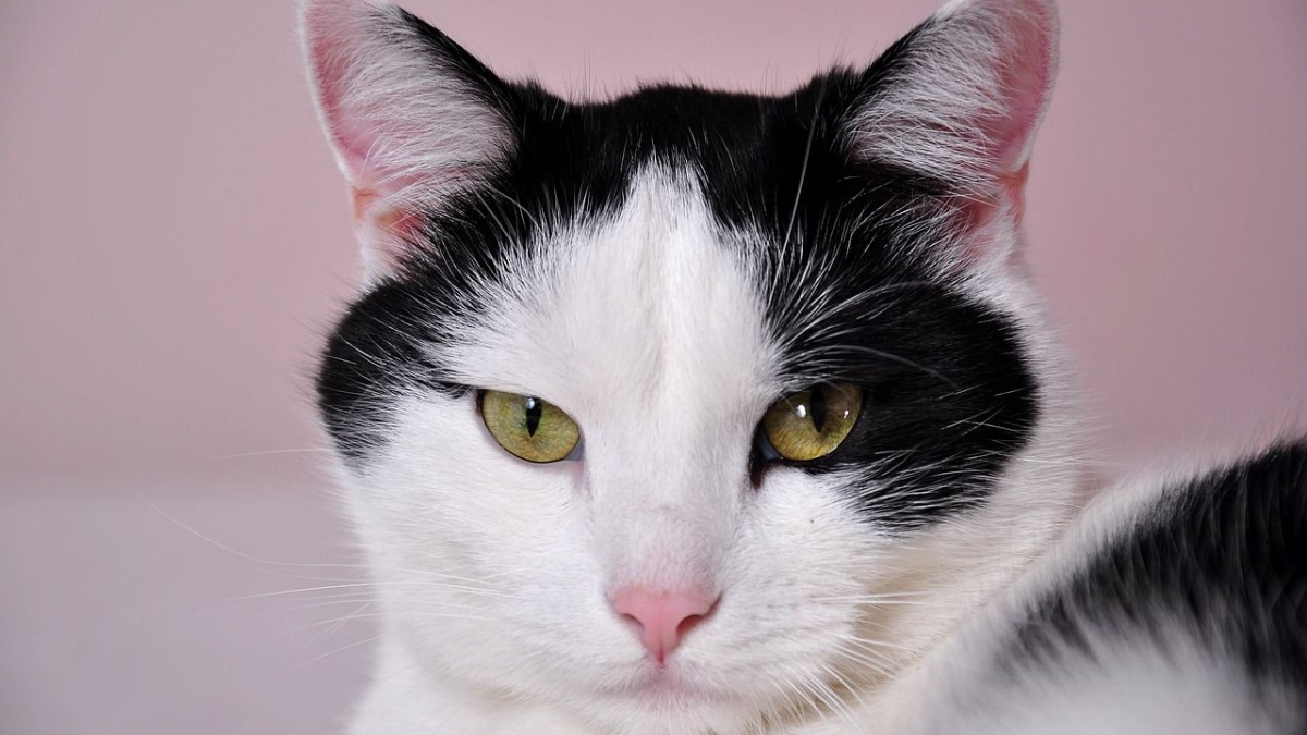 Things cats do when you leave them home alone