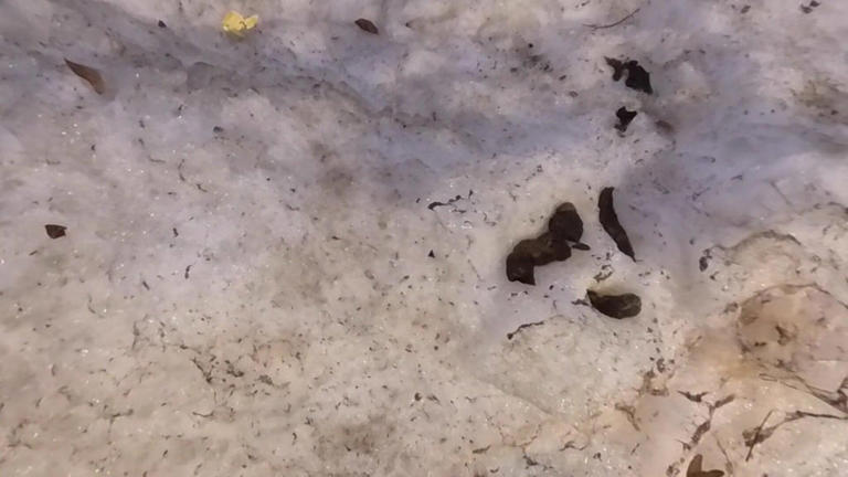 NYC sees spike in dog waste complaints after January's snowstorm