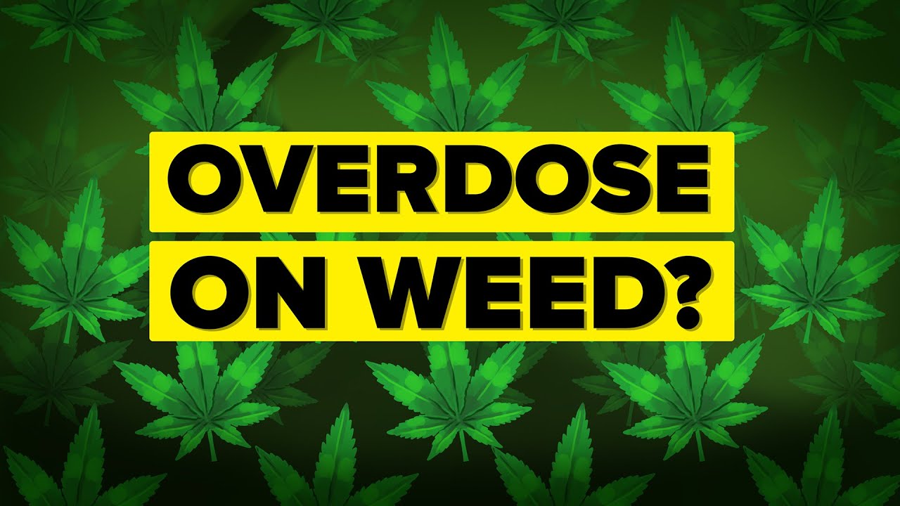 How much weed is needed to overdose