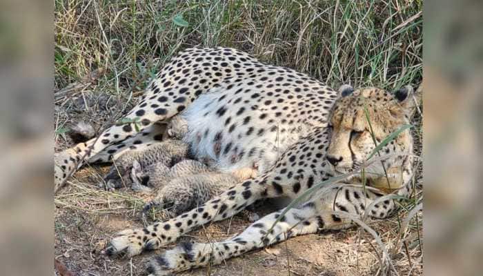 Kuno National Park: Birth of three new cheetah cubs boosts total ...