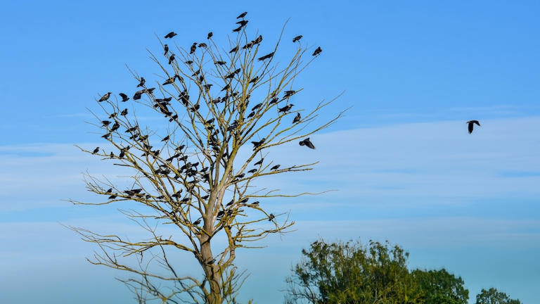 Why do crows gather in large flocks on a tree?