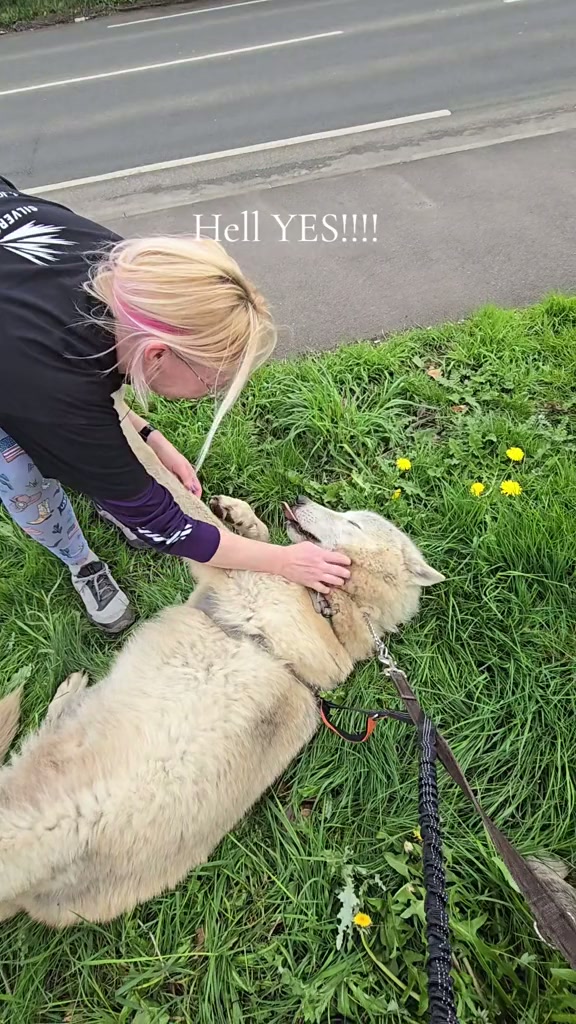 Stranger learns my big dog is a gentle softie