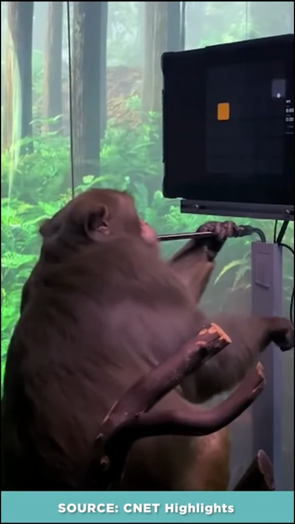 Neuralink trained this monkey to play Pong with only a chip in its brain