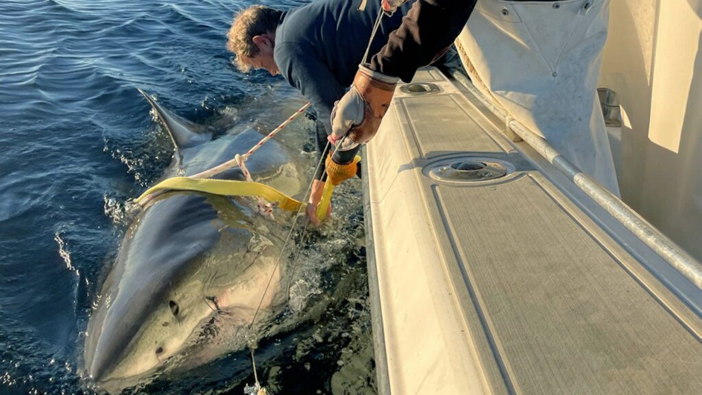 Record 14ft great white shark surfaces off coast, giving scientists new ...