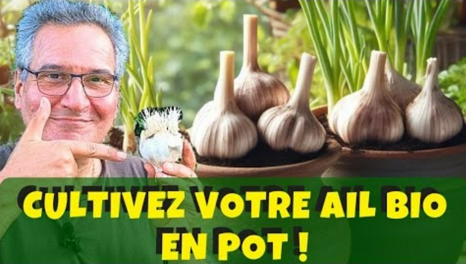 Cultiver de l’ail en pot : les 4 astuces pour réussir