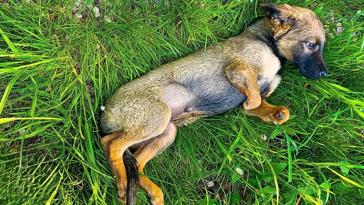 Puppy found without front legs - now he’s learning to walk