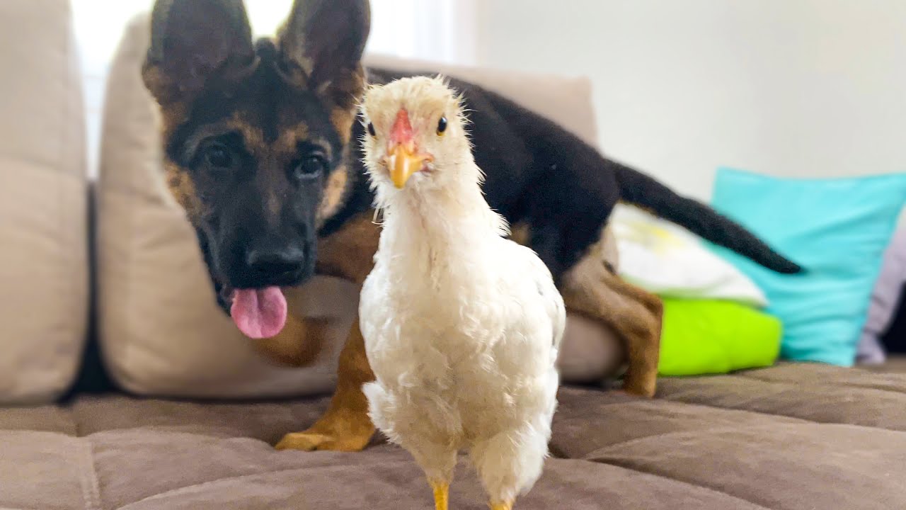 German shepherd puppy realizes the chicken is in charge