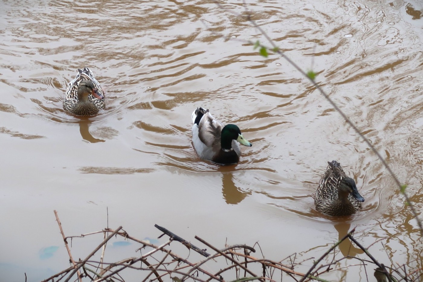 Ducks in a row, ahead of stormy weather