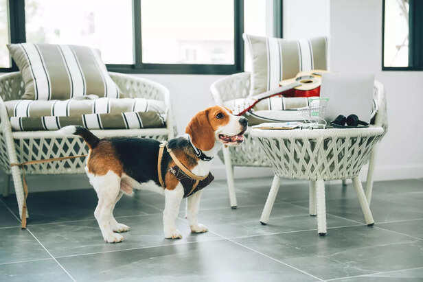 Born to protect: Why some dogs guard babies even without training