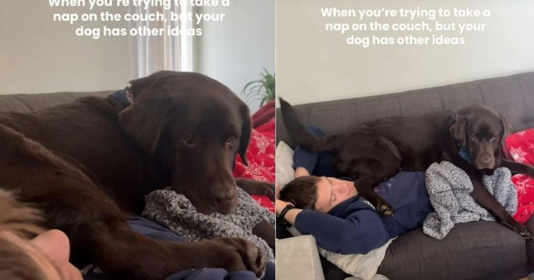 Labrador makes his own plans when dad hits the couch