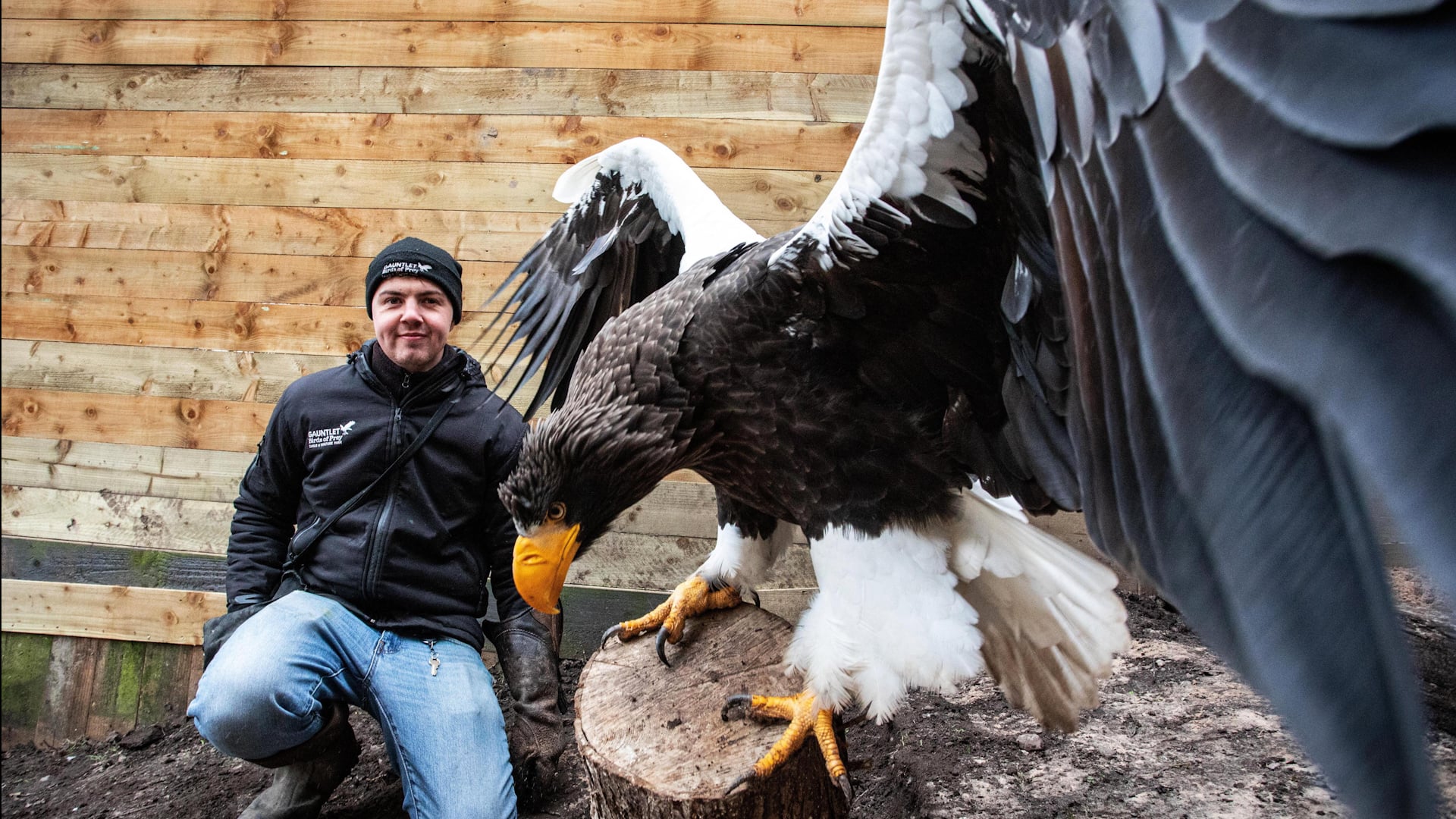 Giant eagle with 7ft wingspan so powerful she can wipe handlers off ...