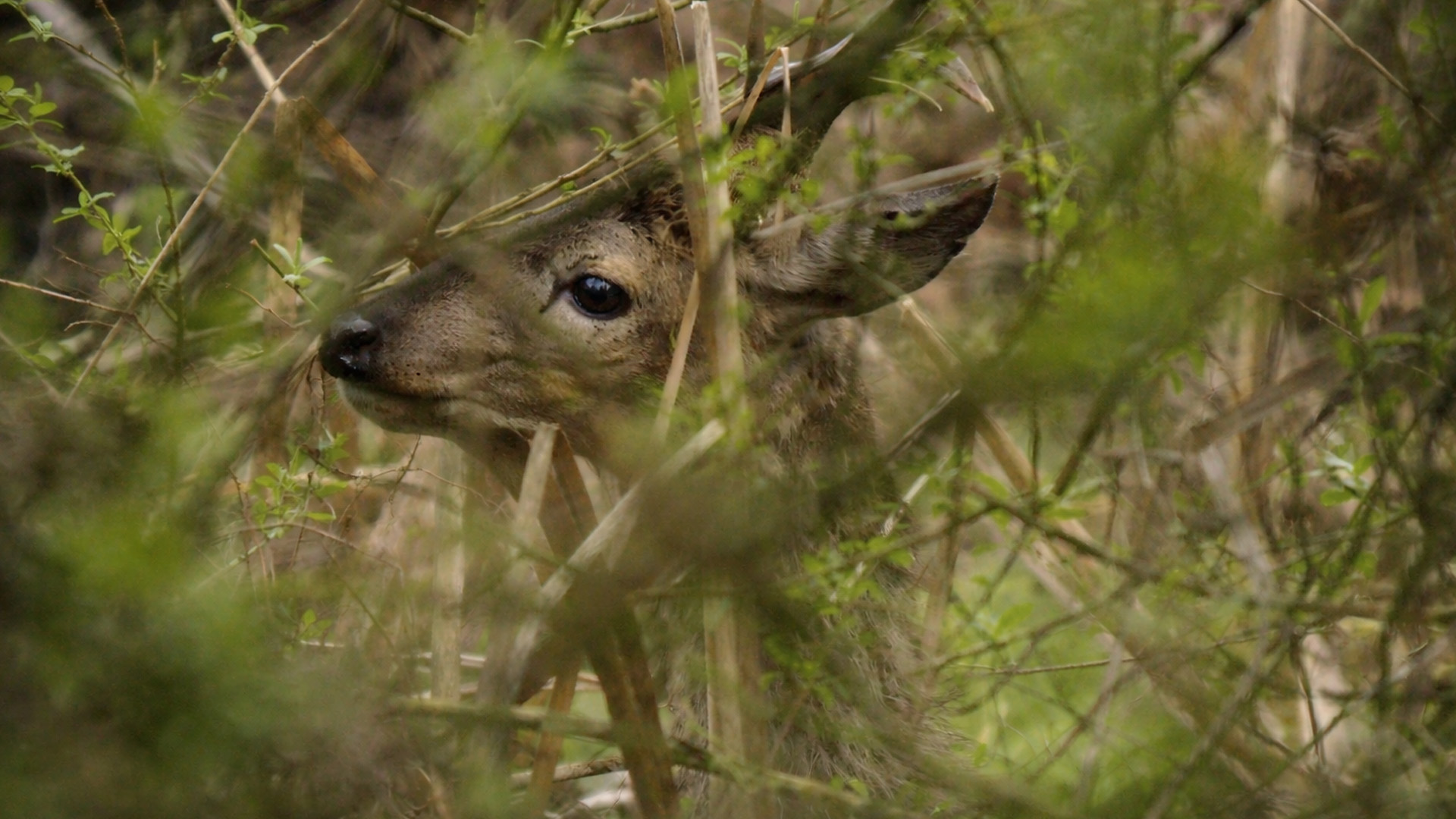 I almost missed this deer in the tall grass