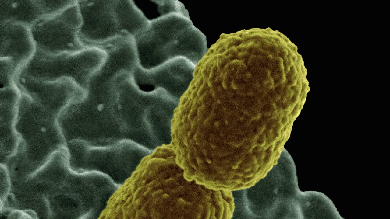 Prehistoric killer superbug in 5,000-year-old ice resists 10 antibiotics