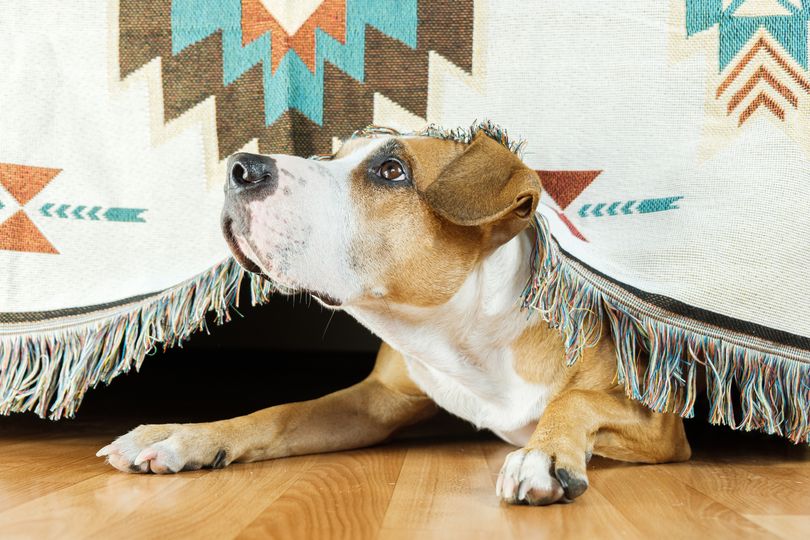 Vet names 1 common mistake dog owners make that makes separation ...