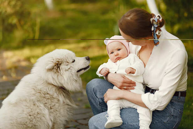 Born to protect: Why some dogs guard babies even without training