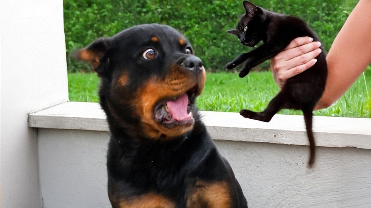 Animals make everyone laugh with the funniest antics