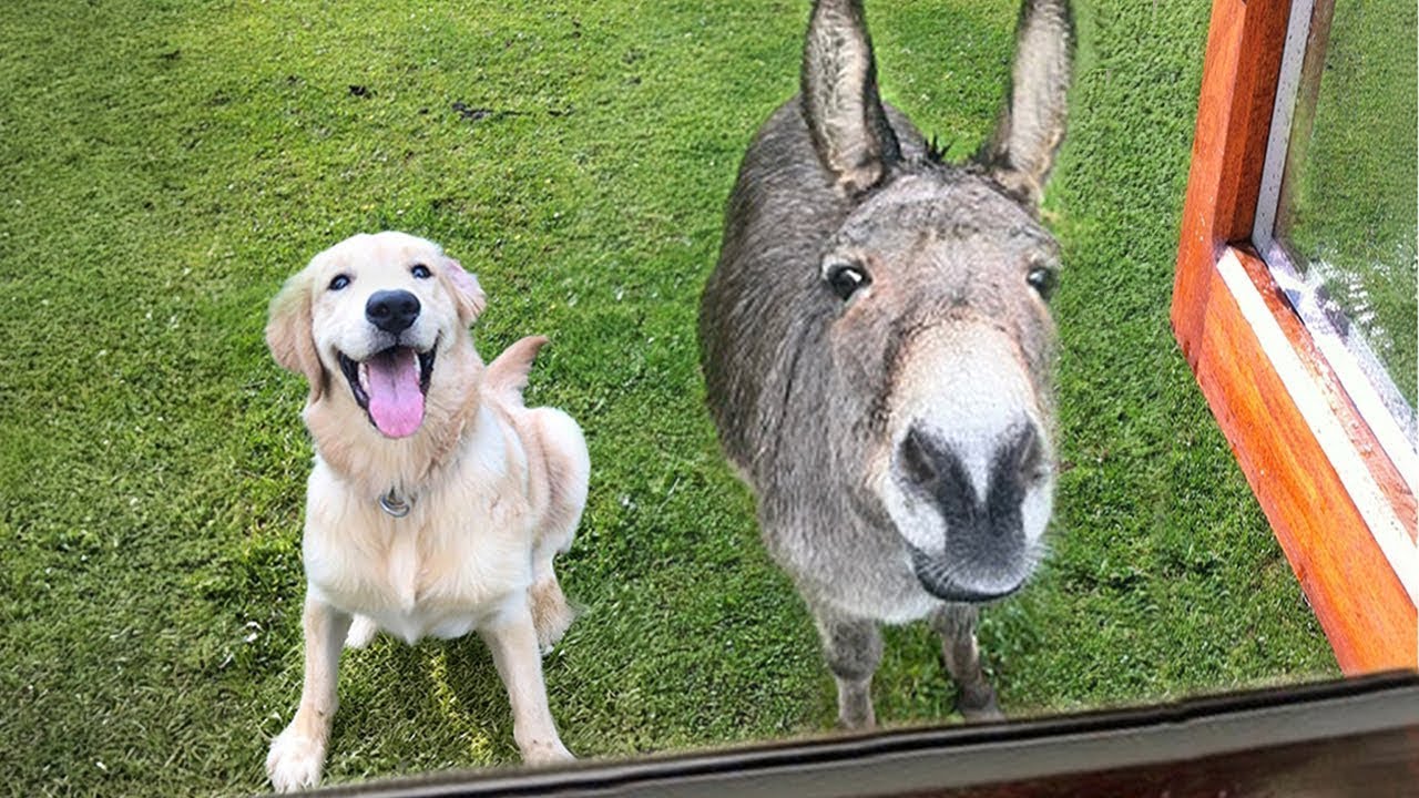 Proud dog comes home with a new best friend