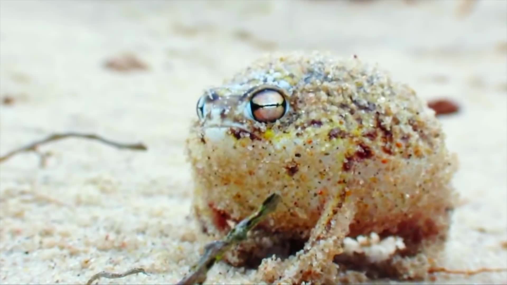 You will never guess the bizarre sounds these creatures actually make