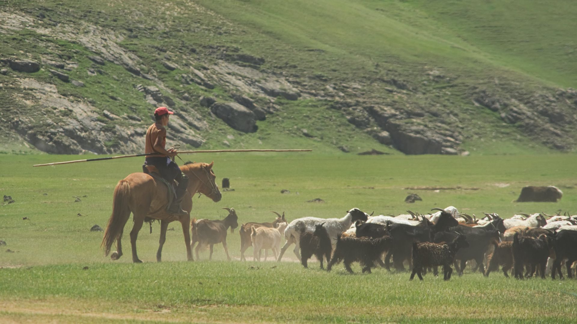 When an American explorer went to the Gobi Desert searching for ...