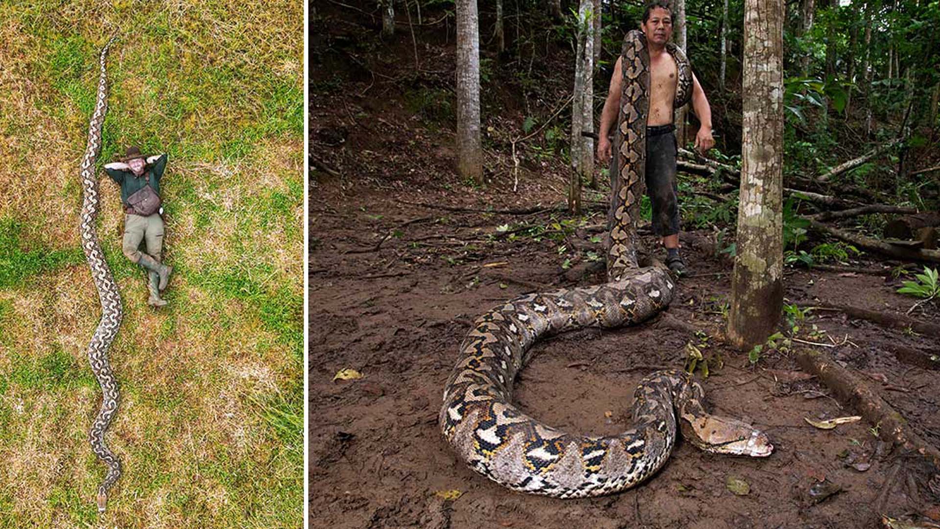 Record-breaking reticulated python and the conservation of giant snakes ...